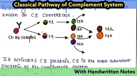 Classical Pathway Of Complement System Immunology Lecture 14 Youtube