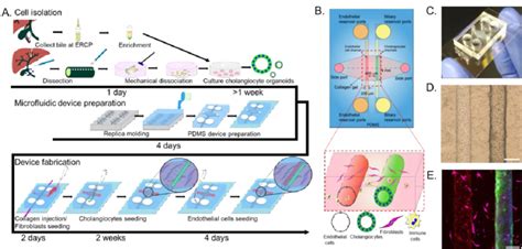 Fabrication Of A Human Vbdoc Using Organoid Derived Cholangiocytes A