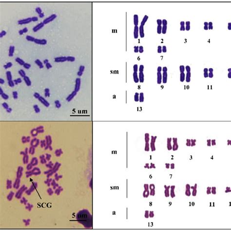 Ten Types Of Chromosomal Aberrations In The Metaphase Spread Of F Download Scientific Diagram