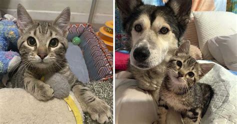 Un Chaton Qui Ne Peut Pas Marcher Rencontre Un Chien Et Ne Peut Pas