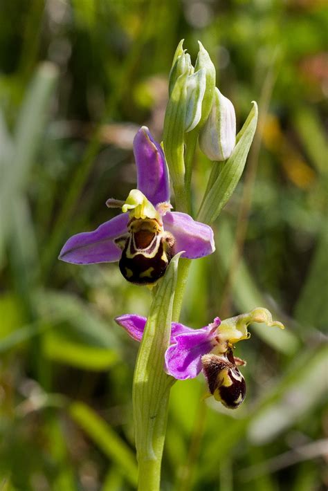 Martins Sussex Birding Blog Frog Orchid