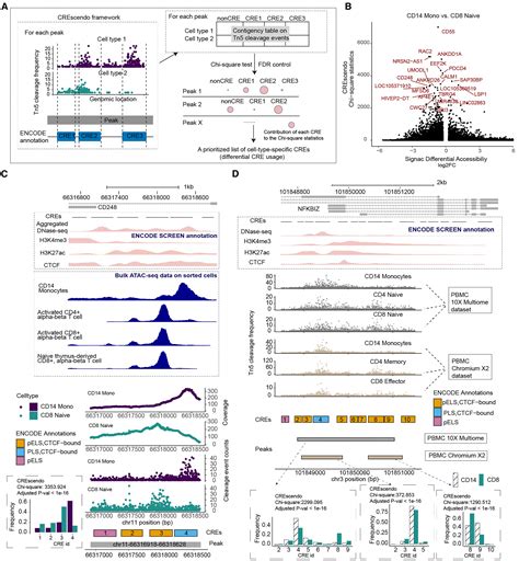 Capturing Cell Type Specific Activities Of Cis Regulatory Elements From Peak Based Single Cell