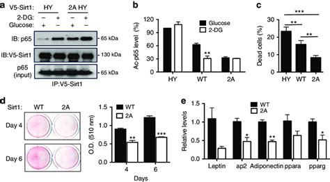 atp binding suppresses sirt1 activity in vivo a sirt1 interaction