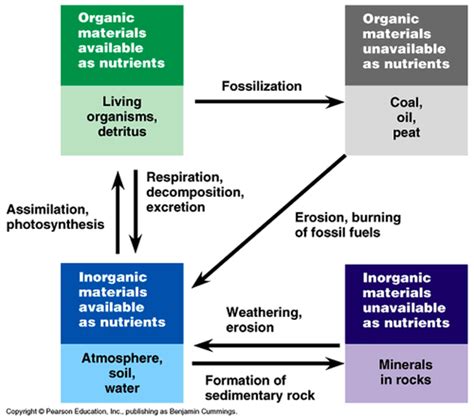 Unit Nutrient Cycles In Marine Environments Flashcards Quizlet
