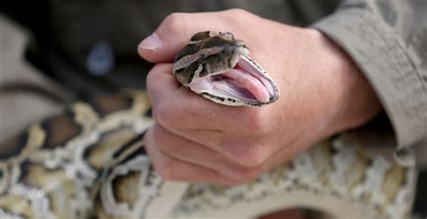 giant python swallows a woman whole in scene that feels like a horror