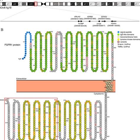 Chromosome 8p12 P1122 Gene Map And The Topological Structure Of Fgfr1