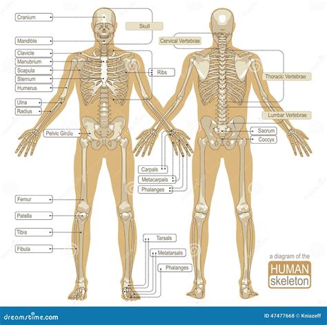 A Diagram Of The Human Skeleton Vector Illustration