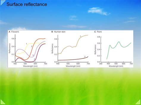04c Visual Signal Processing Color Vision Ppt