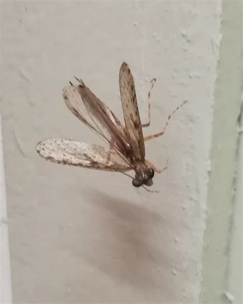 Amorphoscelis From 501 Stirling Rd 新加坡 148951 On April 5 2023 At 09