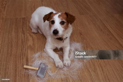 모피 잭 러셀 개 그 소유자 닦 았 또는 Rasket와 그루 밍 후 Molt 시즌 동안 머리를 흘리기 재미 있는 표정으로 올려 보세요 개에 대한 스톡 사진 및 기타 이미지