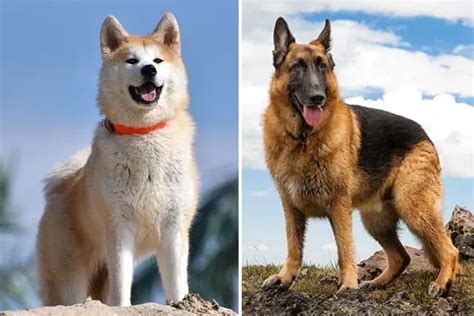 German Shepherd Akita Mix Meet The Loyal Protector Shepkita