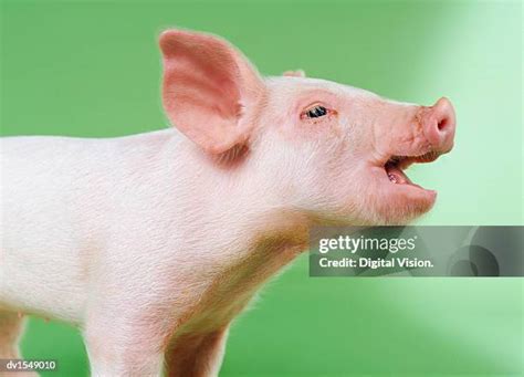 Cute Piglets Photos And Premium High Res Pictures Getty Images