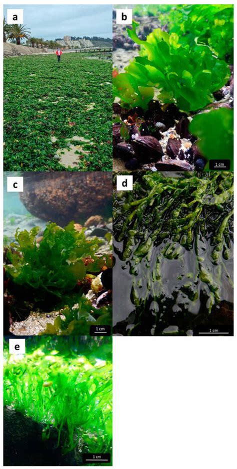 Morphological And Molecular Identification Of Ulva Spp Ulvophyceae Chlorophyta From