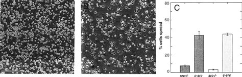 C Src Enhances The Rate Of Cell Spreading Of S R C Fibroblasts On