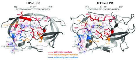 Sequence Alignment Of Hiv 1 Blv And Htlv Proteases The Aligned Download Scientific Diagram