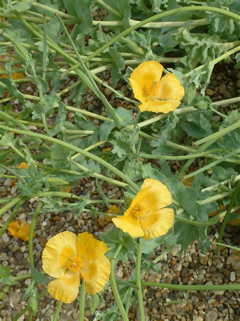 Glaucium > Glaucium flavum - The Beth Chatto Gardens