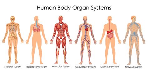 Labelled Diagram Of The Human Body System