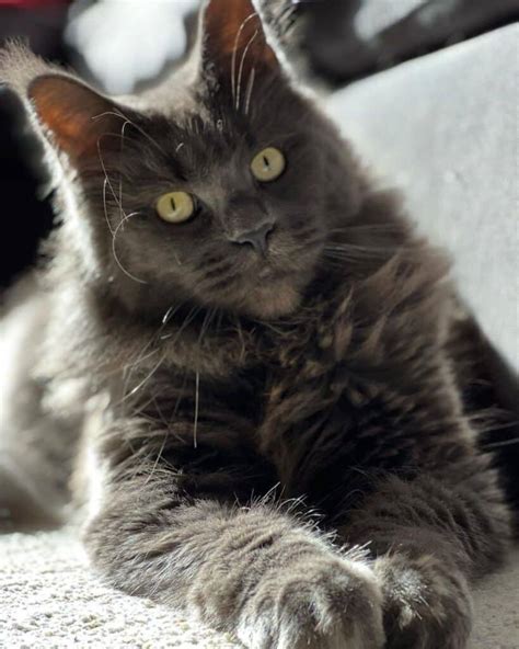 17 Beautiful Maine Coon Cats That Deserve An “a”