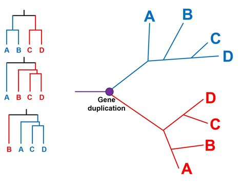 Paralogous Genes The G Cat