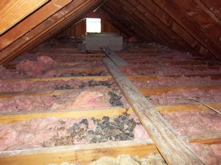 Why You Need To Remove Feces After Raccoons Were Removed From Your