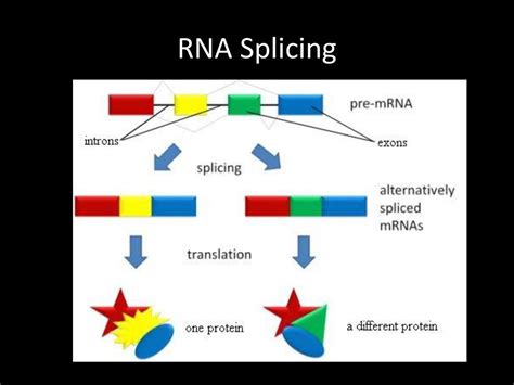 Protein Synthesis Ppt Download