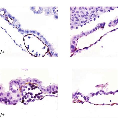 Tetraploid Complementation Of The Placental Trophoblastic Component