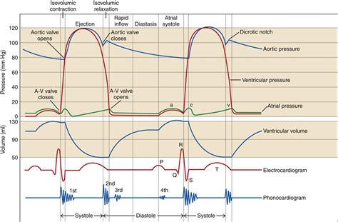 Cardiac Function Basicmedical Key