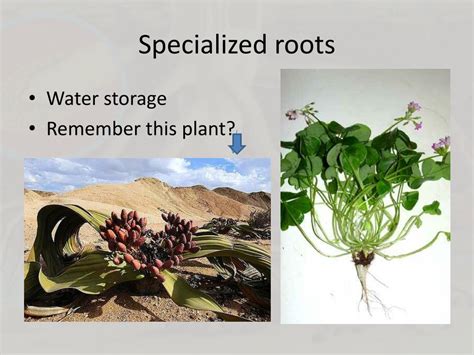What Are The Specialized Roots At Diane Rearick Blog