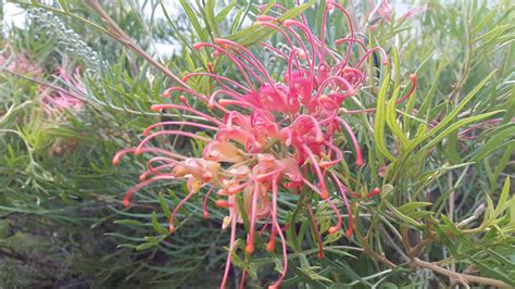 Grevillea Ned Kelly Alpine Nurseries