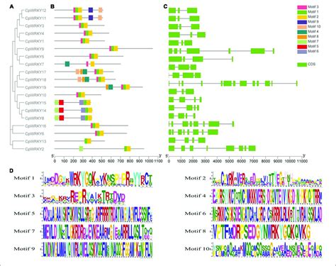 Evolutionary Tree Conserved Motif Distribution And Gene Structure Of