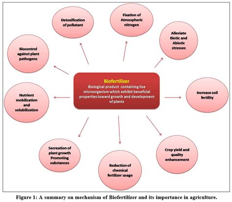 Biofertilizer An Ultimate Solution For The Sustainable Development Of Agriculture Current