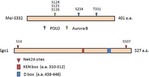 Figure 1 From Mitotic Checkpoint Control And Chromatin Remodeling
