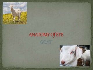 Eye Of Goat Pptx
