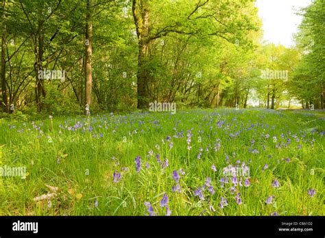 Wild Bluebell Forest Stock Photo - Alamy