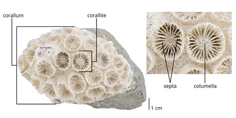 11 Scleractinia Digital Atlas Of Ancient Life