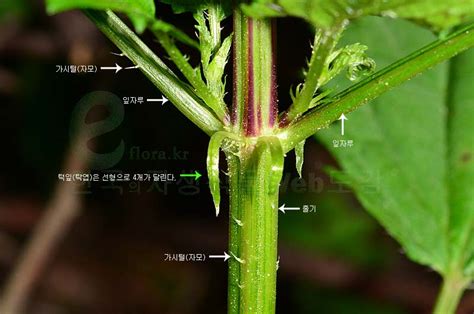 이름순 계절별 꽃색으로 찾기 가는잎쐐기풀