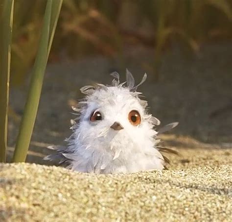 Piper Blank Template Imgflip