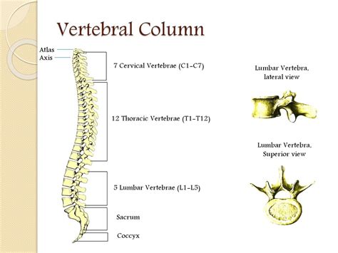 The Skeletal System Vertebral Column Ppt Download
