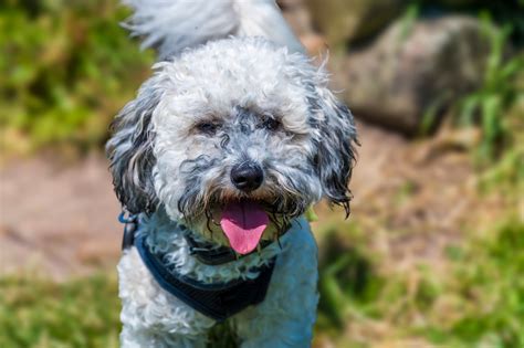Bichon Poo Mixed Dog Breed Info Pictures Traits And Care Dogster