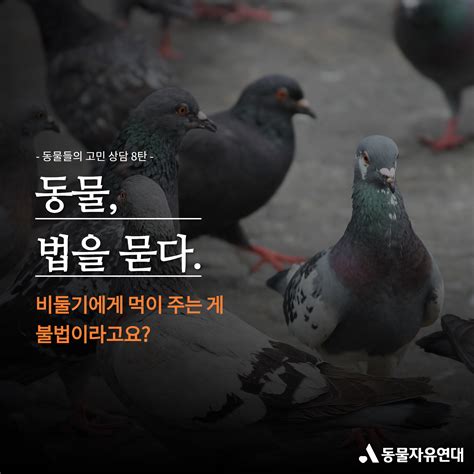 비둘기에게 먹이 주는 게 불법이라고요 네이버 블로그