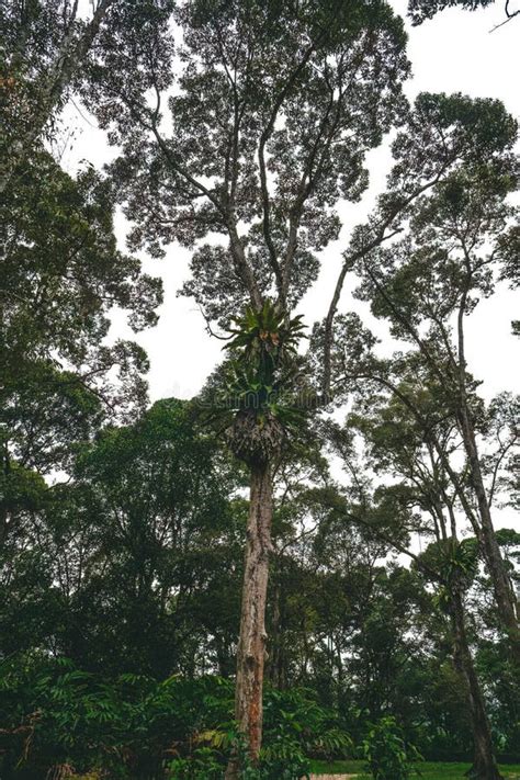 Jungle Rainforest Trees With Asplenium Nidus Or Bird Nest Fern Is An Epiphytic Plants Which