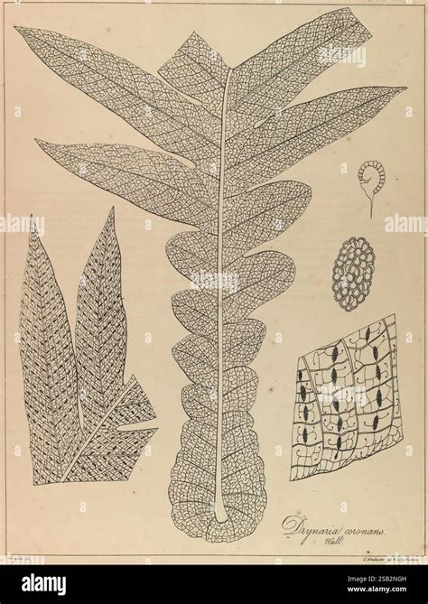 The Ferns Of British India Madras Printed By Gantz Brothers