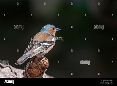 The Chaffinch Is One Of The Most Common Passerines In Europe Stock