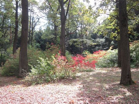 И деревья и кусты Фото Дом Солнца