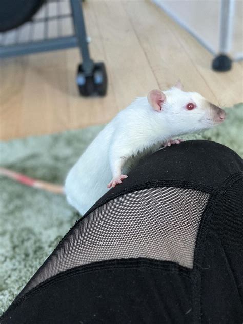 Yuri Neil And Buzz Mainely Rat Rescue