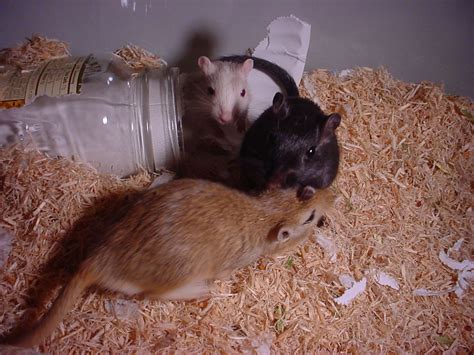 Dsc004081 Pyrogenic Flickr