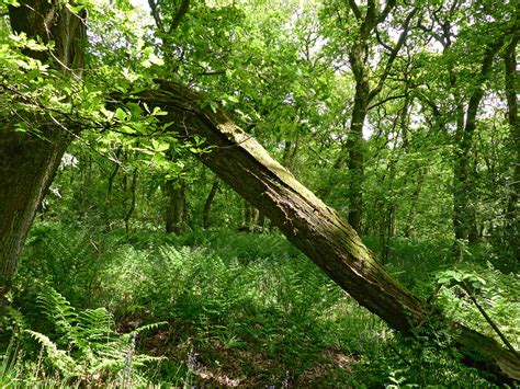 Photographs Of Pewsey Downs National Nature Reserve Wiltshire England