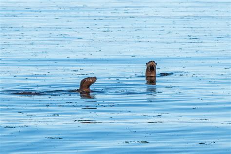 Wanderin Weeta With Waterfowl And Weeds