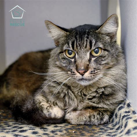 Events • Seattle Area Feline Rescue