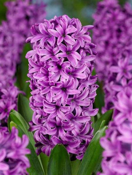 Гиацинт Hyacinthus Broadway - купить саженцы в интернет-магазине
